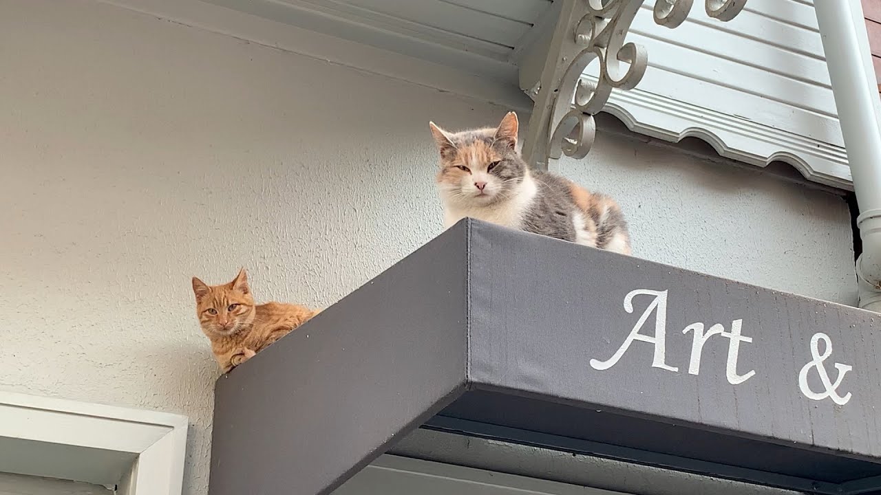 Cats resting on an awning - YouTube