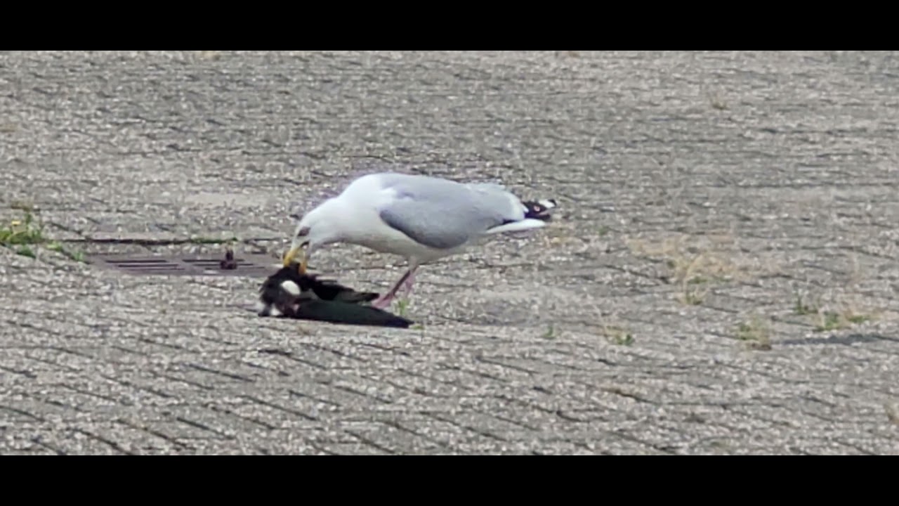 Seagull killing and eating magpie || Samsung galaxy s20 FE 3x to 10x ...