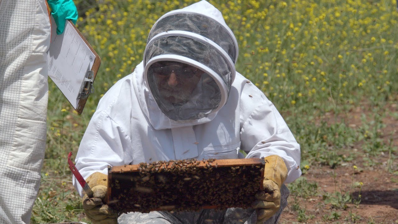 Learning the A, Bee, C's of Beekeeping - YouTube