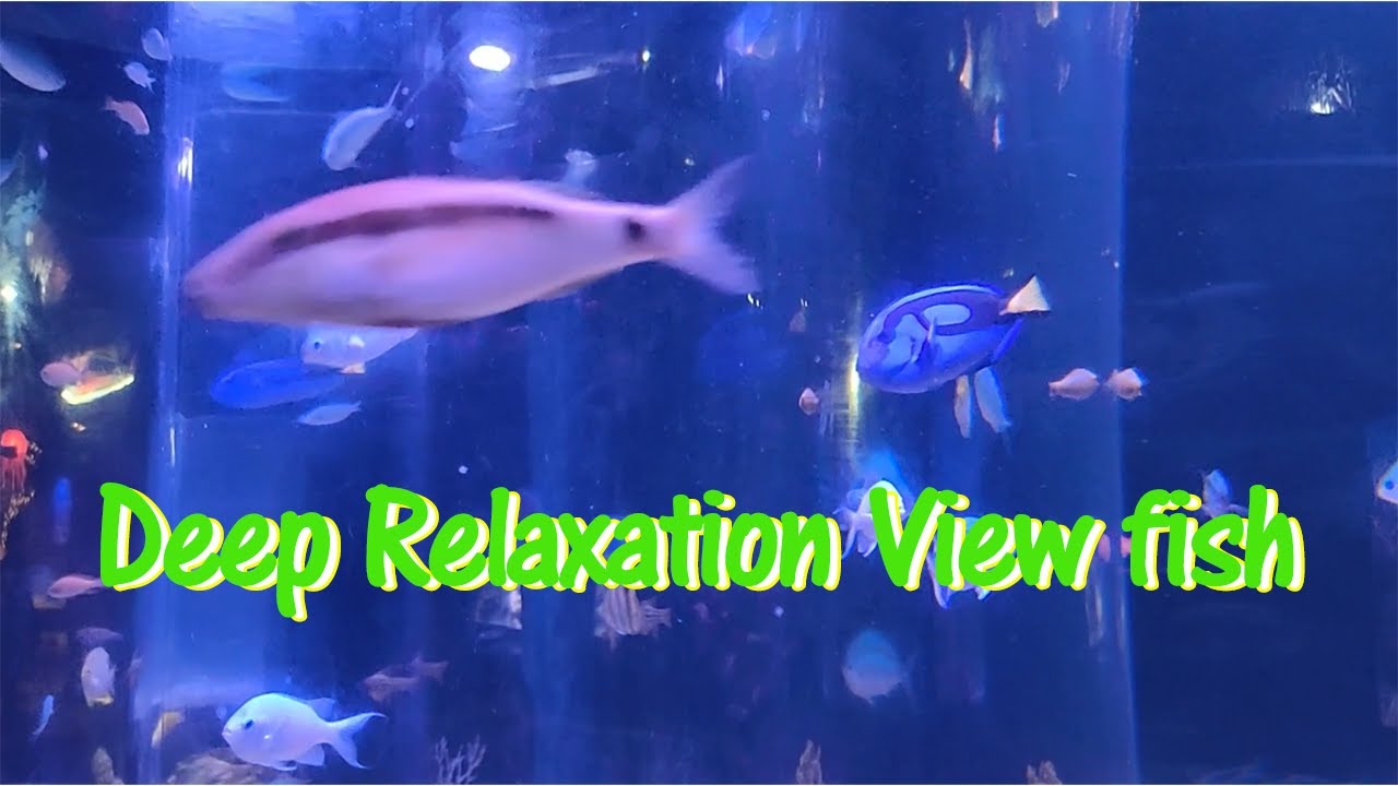 Best Deep Relaxation View Fish Of Ocean | Relax Sound Of Water Flow and ...