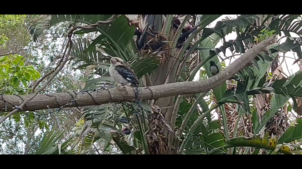Willie wagtail attack a kookaburra /October 2020 - YouTube