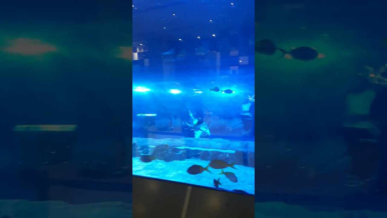 visit-to-dubai-mall-from-dubai-youtube