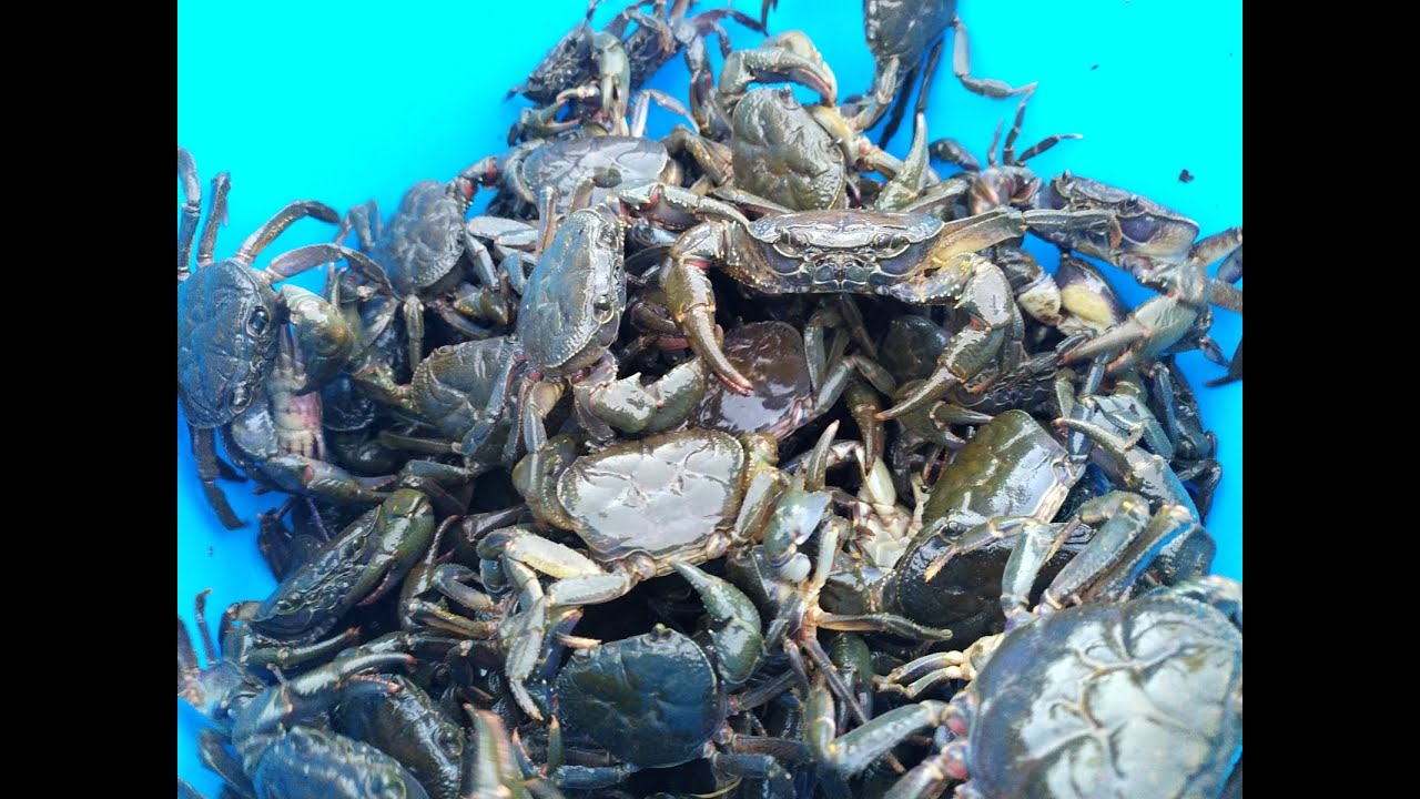 How to catch fresh water crabs - YouTube