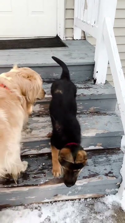 German Shepherd puppy meets Golden Retriever - YouTube