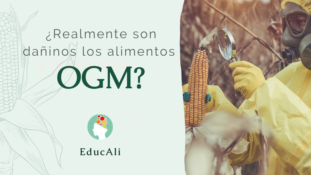 Alimentos OGM ¿Son dañinos los? - YouTube