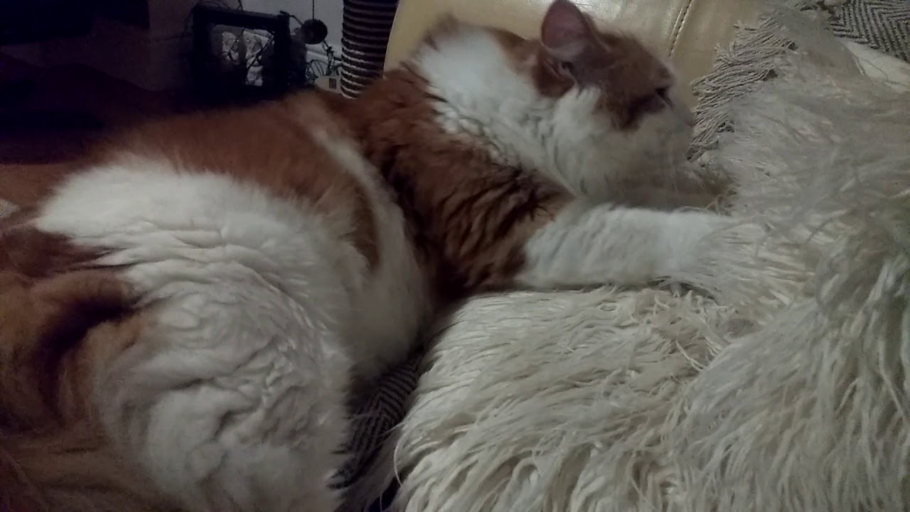 Cat padding a pillow , purring and a sneeze at end - YouTube