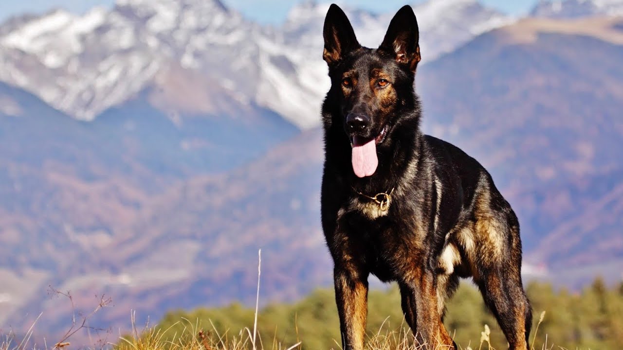 German Shepherd Show Dogs: The World of Dog Competitions - YouTube