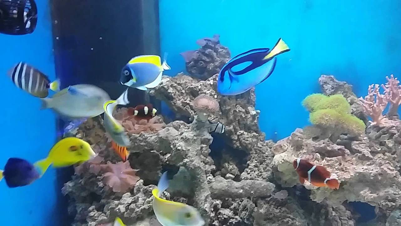 800 reef at Saltwater Paradise in Irving Texas - YouTube