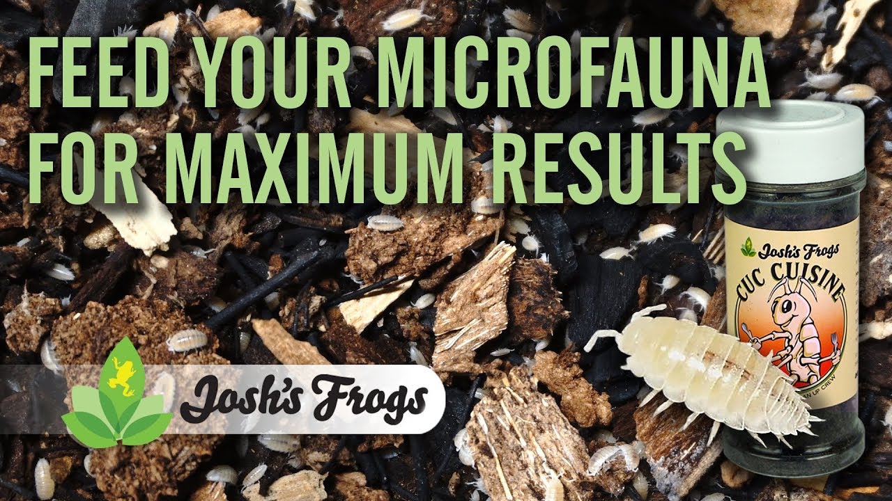 Feeding the bugs in your bioactive setup - YouTube