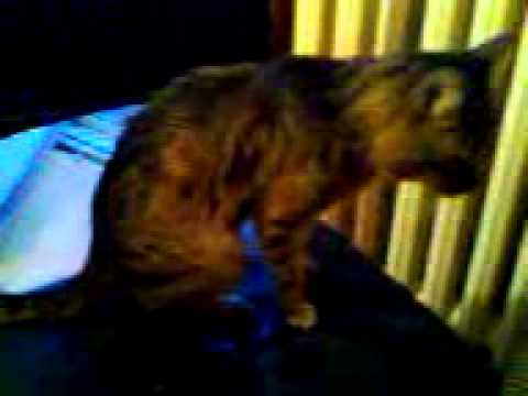 pancevac naj starija mavka ime macak 1995 do 2014