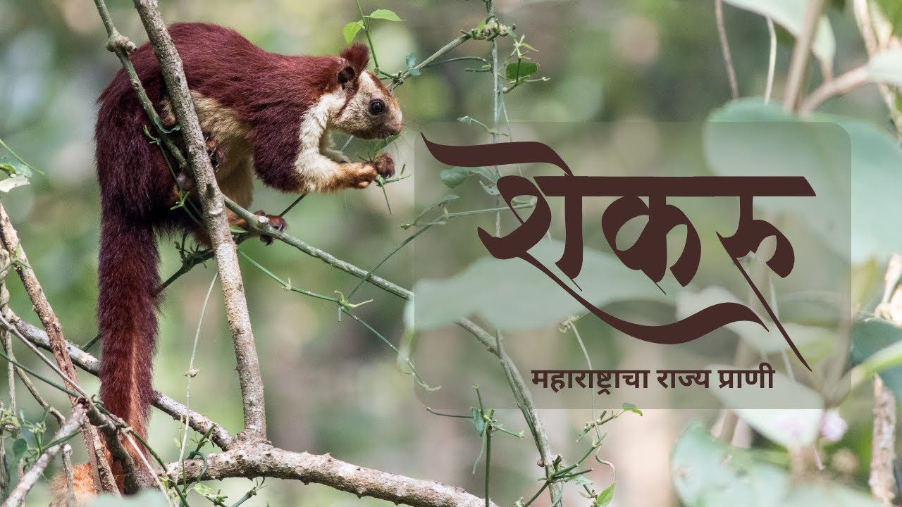 शेकरू । महाराष्ट्राचा राज्य प्राणी । Malabar Giant Squirrel। उडती खार ...