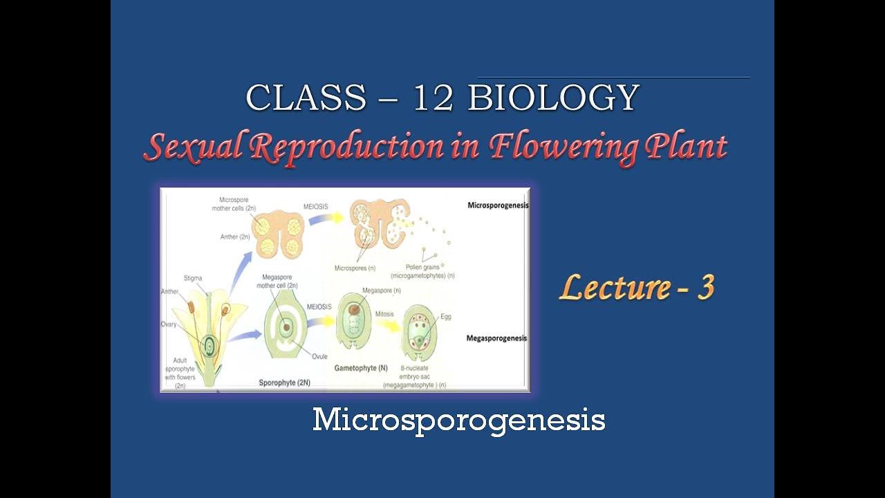 #10 #Biology #Class12 Microsporogenesis || Sexual Reproduction in ...