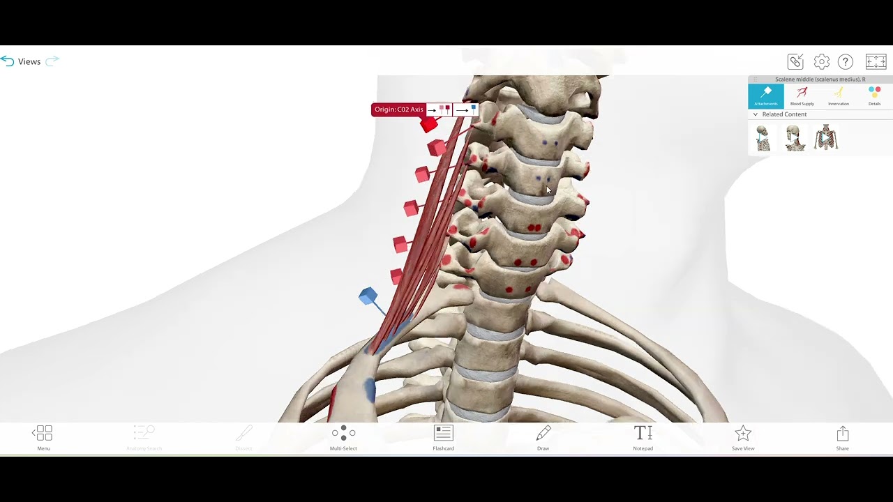 ANP I & II Teaching Video_Origins & Insertions_Muscles Acting on the ...