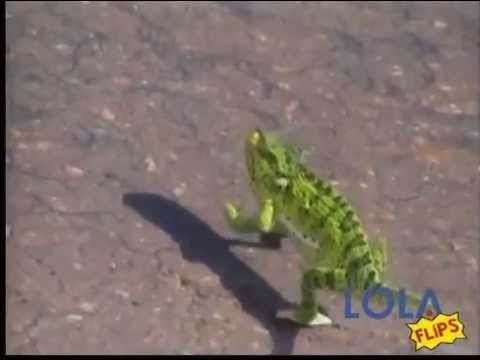 Dancing Gecko Has That Friday Feeling - YouTube