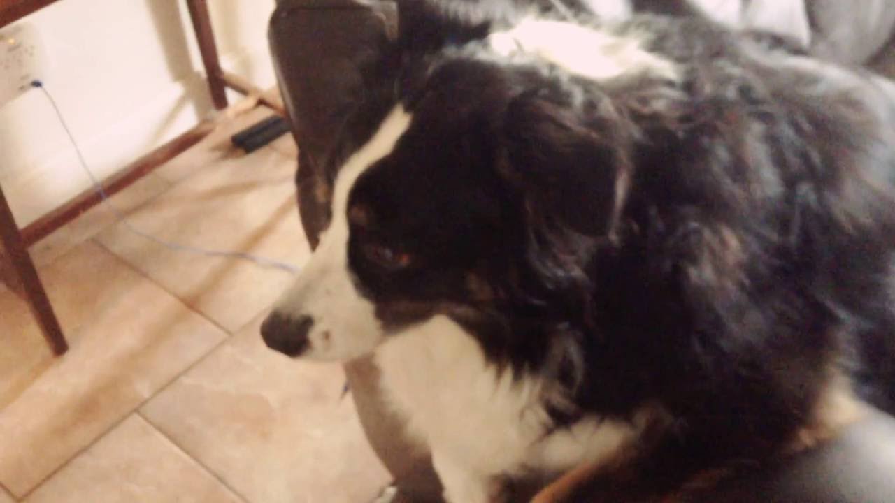Carlos the dog!!! - YouTube