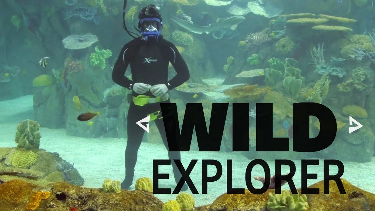 Wild Explorer - Diving at the Zoo - YouTube