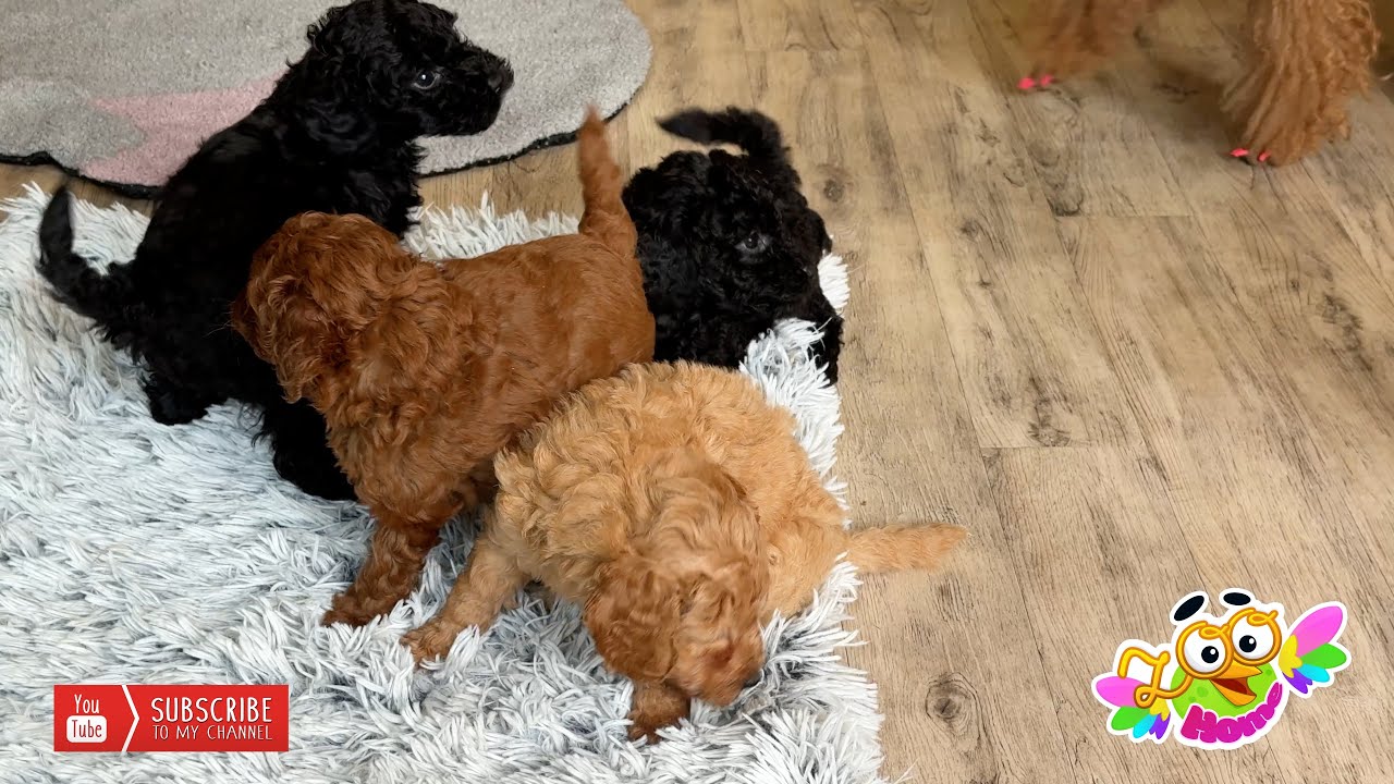 Africa the dog began to educate her puppies. - YouTube