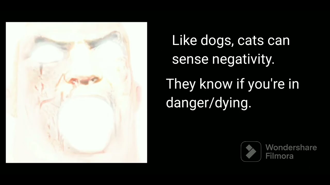 Mr Incredible becoming canny - Cats appreciation video - YouTube