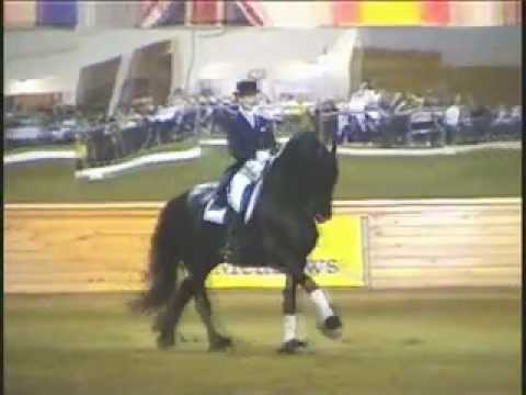 FPZV Approved Stallion Tim, Stallion Testing Demo - YouTube