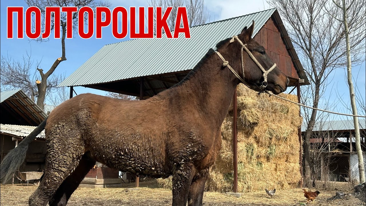 ПОЛТОРАШКА - YouTube