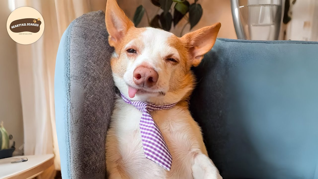 The Most Dramatic Dog Story You Will Ever Hear - YouTube