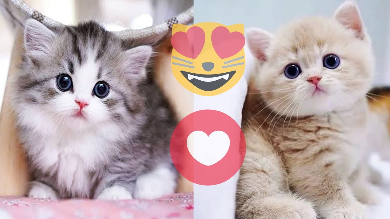 Best Funniest Animals,😂 Try Not Ha-Ha-Ha -Funny Cute Cats Compilation ...