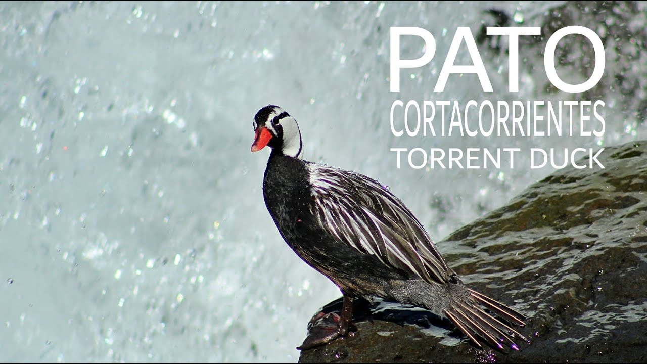 PATO CORTACORRIENTES/ Torrent duck/ Pucón - Chile - YouTube