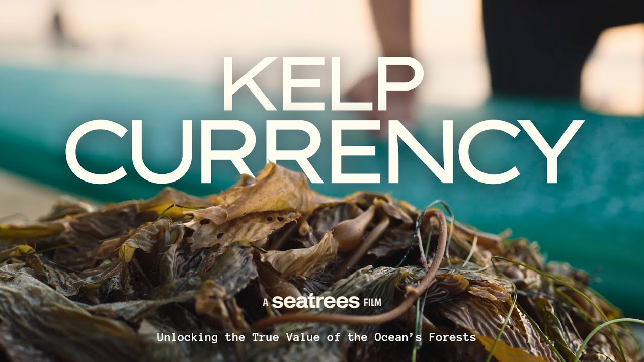 Kelp Currency: Unlocking the True Value of the Ocean’s Forests - YouTube