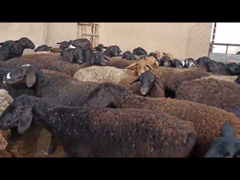 QASHQADARYO GUZOR TUMANIDA QUYLAR BOR 99.599.12.48