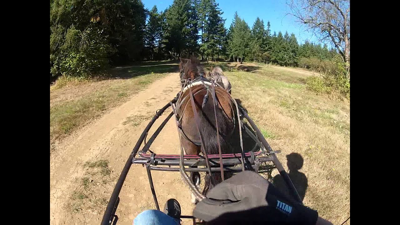 Tandem Mini horses driving on dirt road - YouTube
