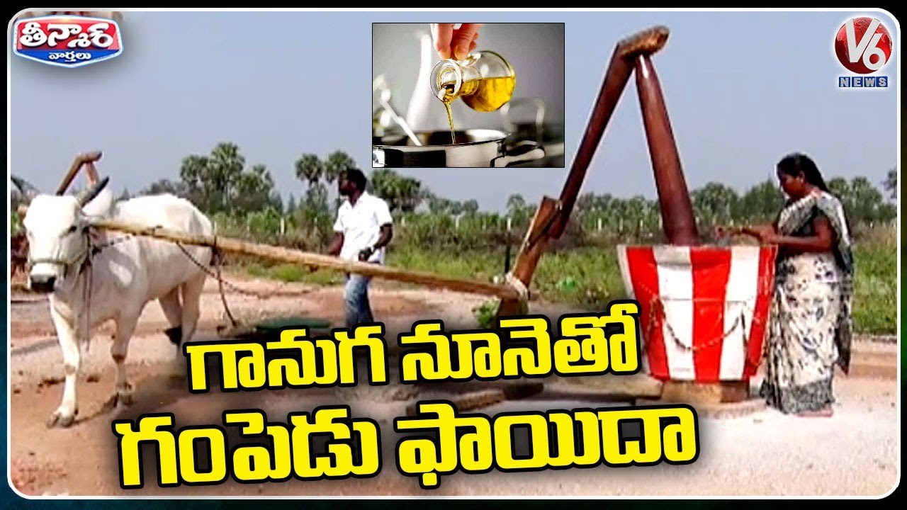 Traditional Oil Extraction Method Yeddu Ganuga Oil Making Organic traditional-oil-extraction-method-yeddu-ganuga-oil-making-organic