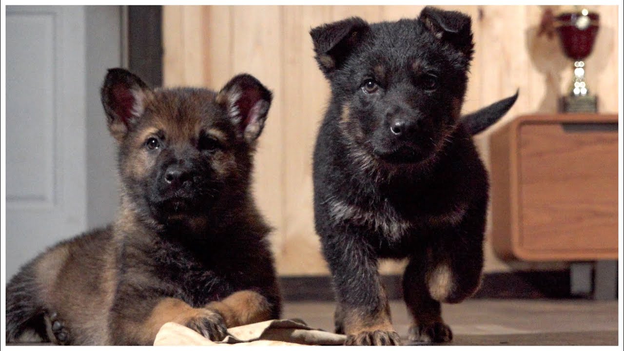 Kraftwerk K9 Puppies - 8 Weeks Old Today! - YouTube