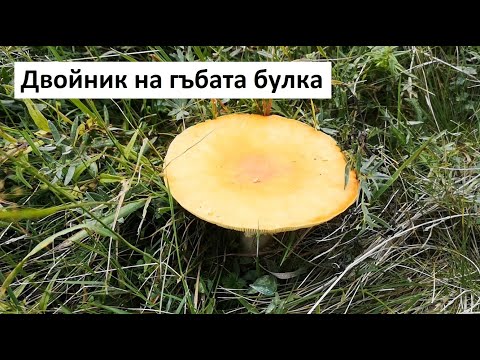 Двойник на гъбата булка - YouTube