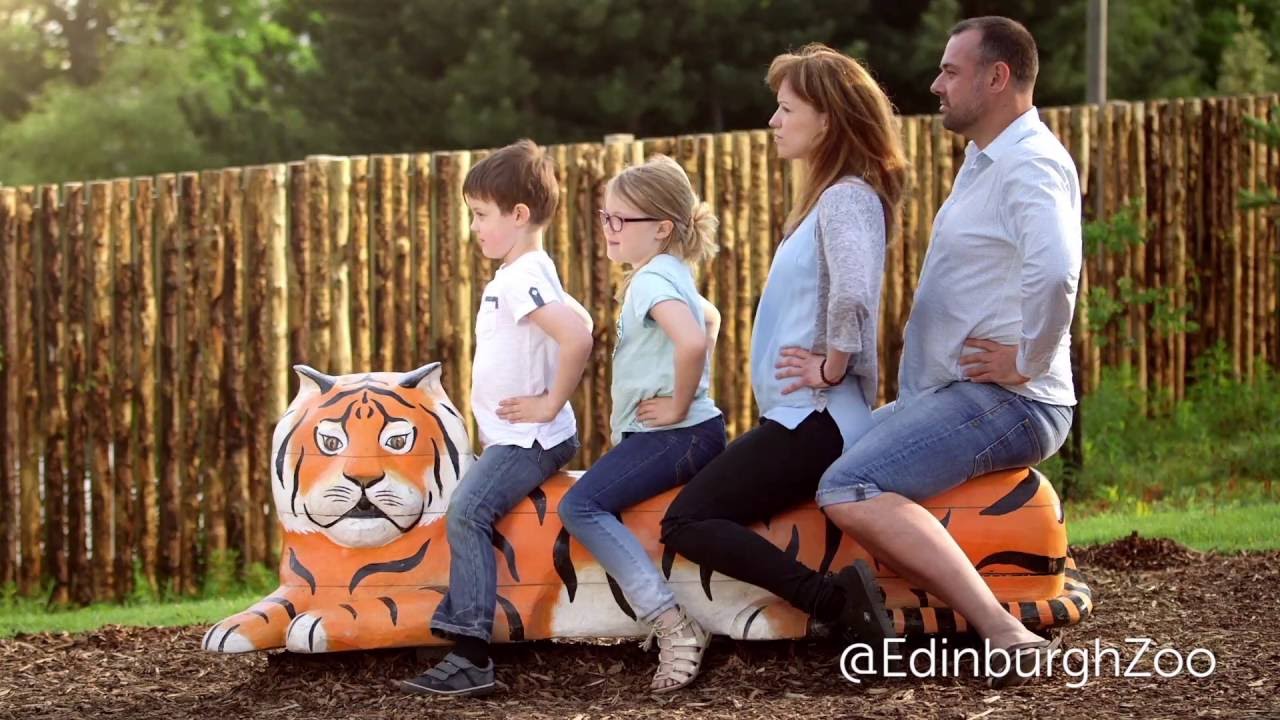 Tiger Tracks at RZSS Edinburgh Zoo! - YouTube
