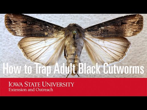 How to Trap Adult Black Cutworms - YouTube