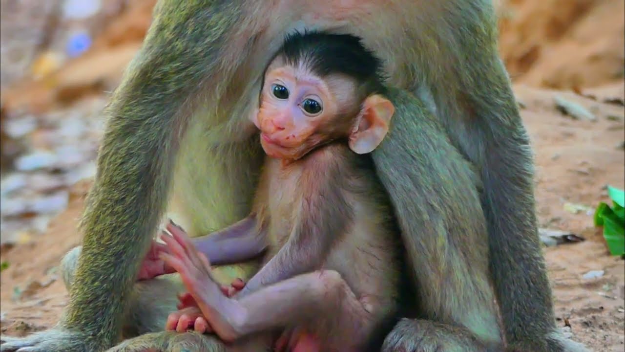 Good looking! Expressive baby monkey behavior this time,#cute #cutebaby ...
