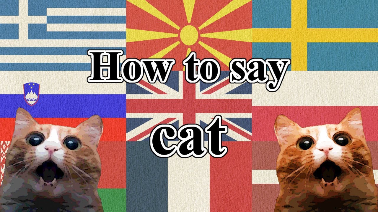 How To Say cat In 36 European Languages YouTube how-to-say-cat-in-36-european-languages-youtube