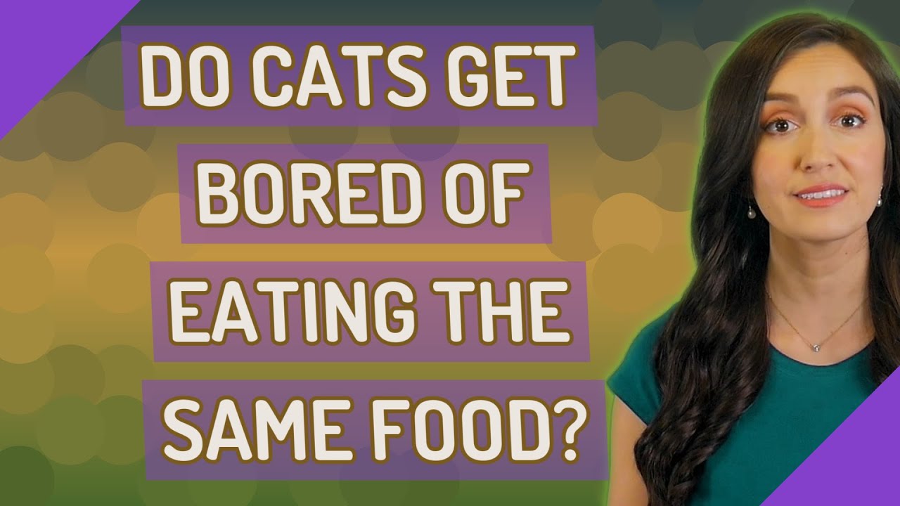 Do cats get bored of eating the same food? - YouTube
