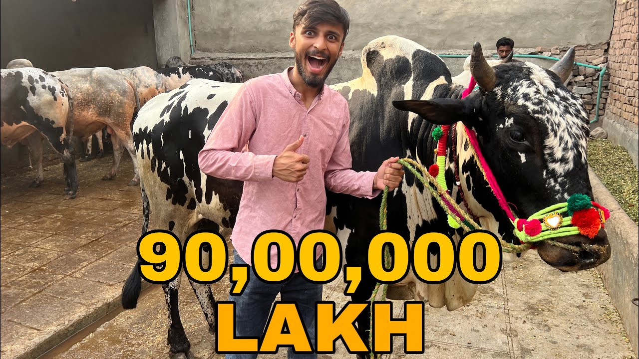 26 Qurbani k janwar agye 😍 BIGGEST JANWAR IN MANDI 🔥 - YouTube
