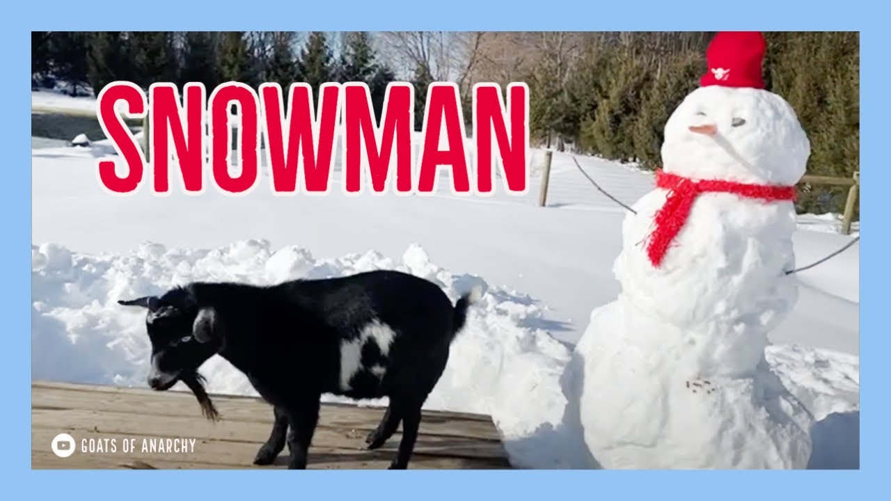GOATS VS. SNOWMAN - YouTube