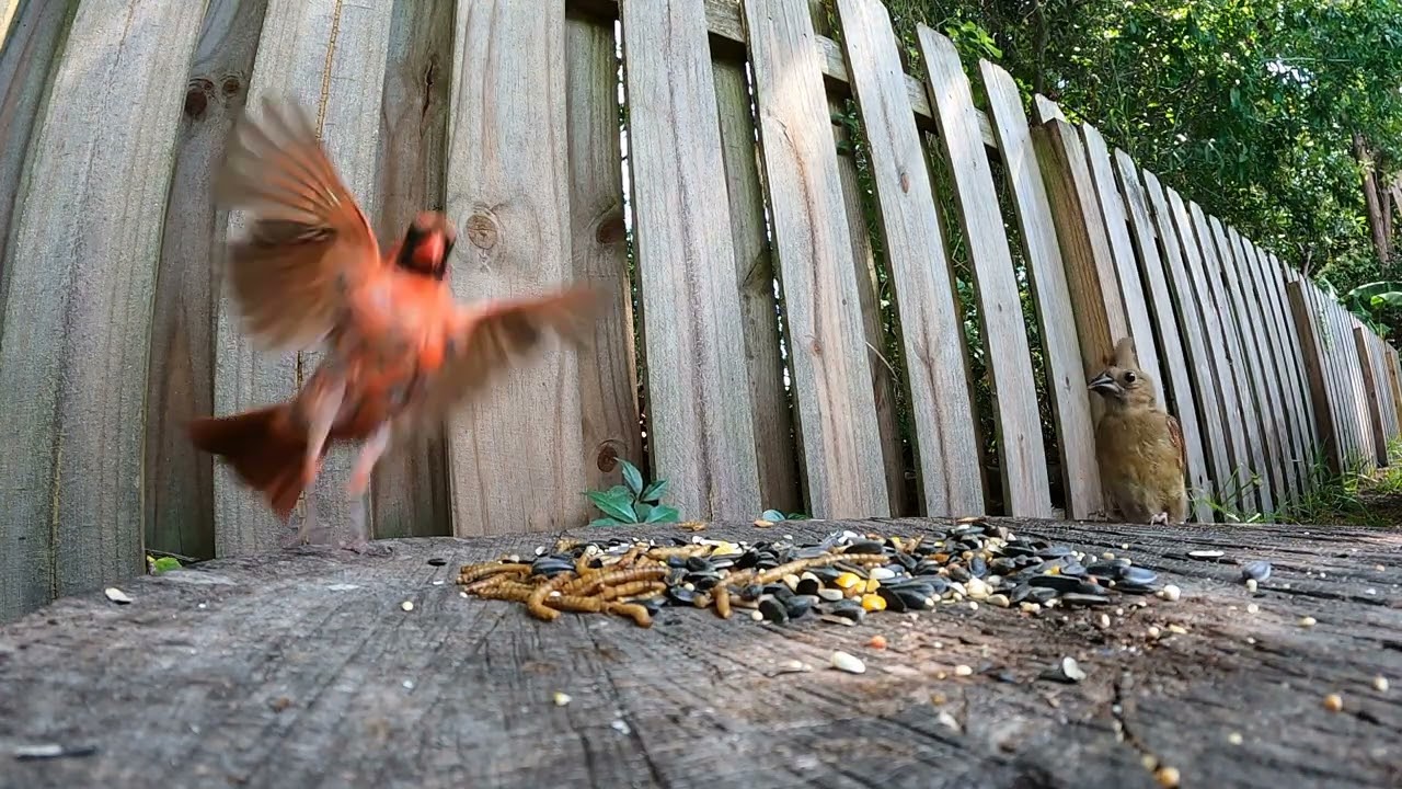 A Family of Cardinals Visit the Stump, Sweet Injured Squirrel, Titmouse ...