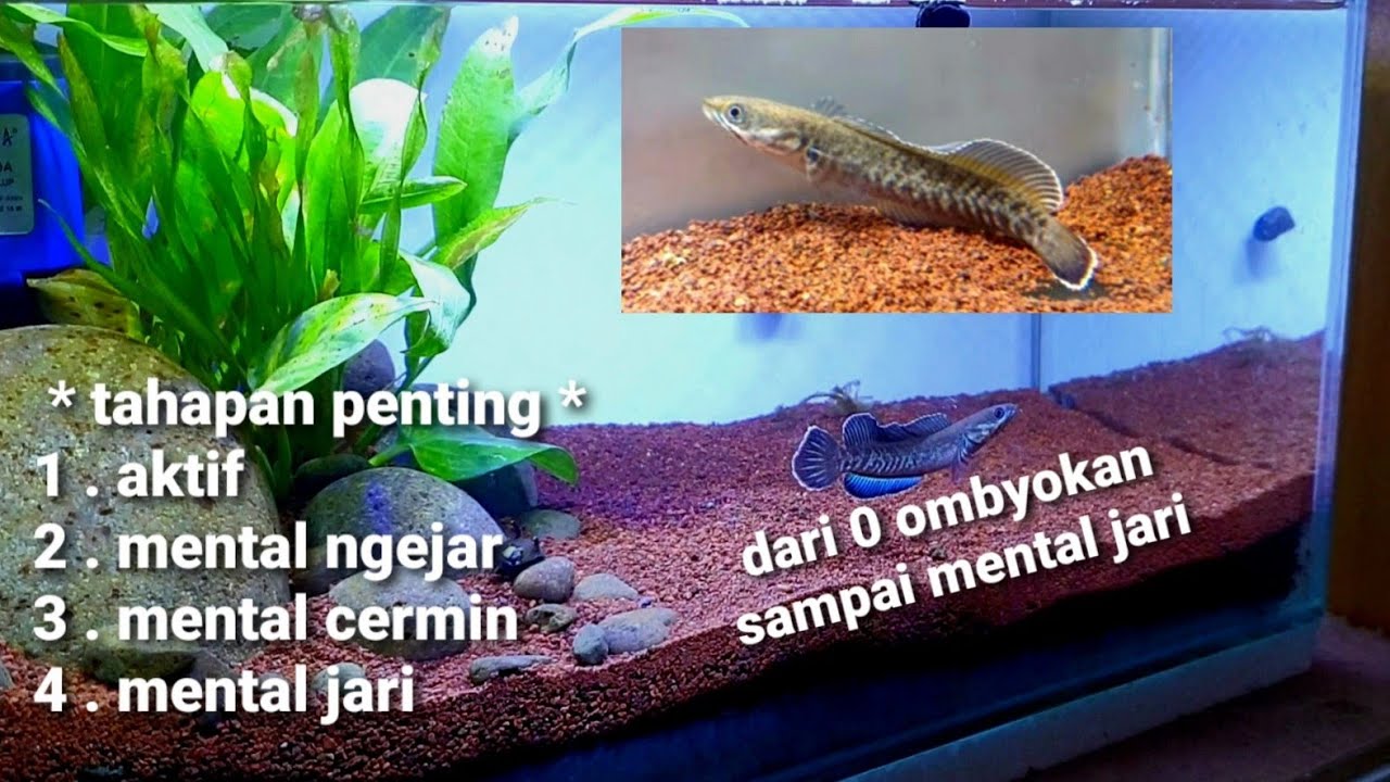 cara melatih mental channa andrao ombyokan sampai mental preman || part ...