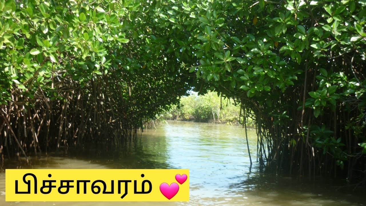 Beauty of Pichavaram 💕 || World's 2nd largest mangrove forest 💚 ...