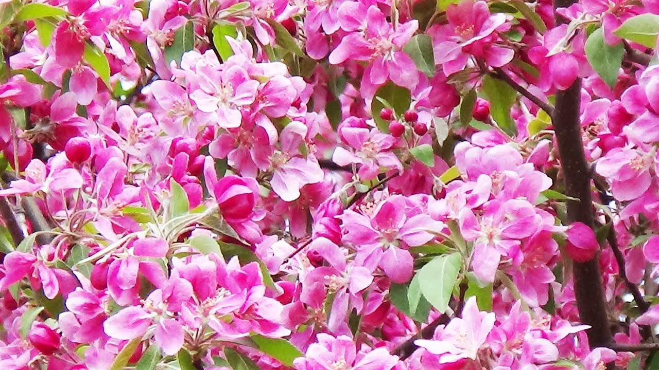 Arbres en fleurs au Canada (Province de Québec) Partie 1 - YouTube