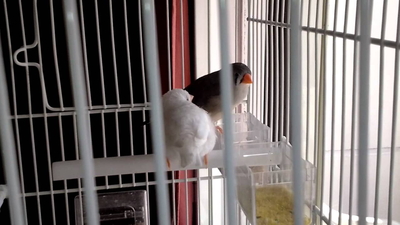 Diamante mandarín cria macho blanco - YouTube