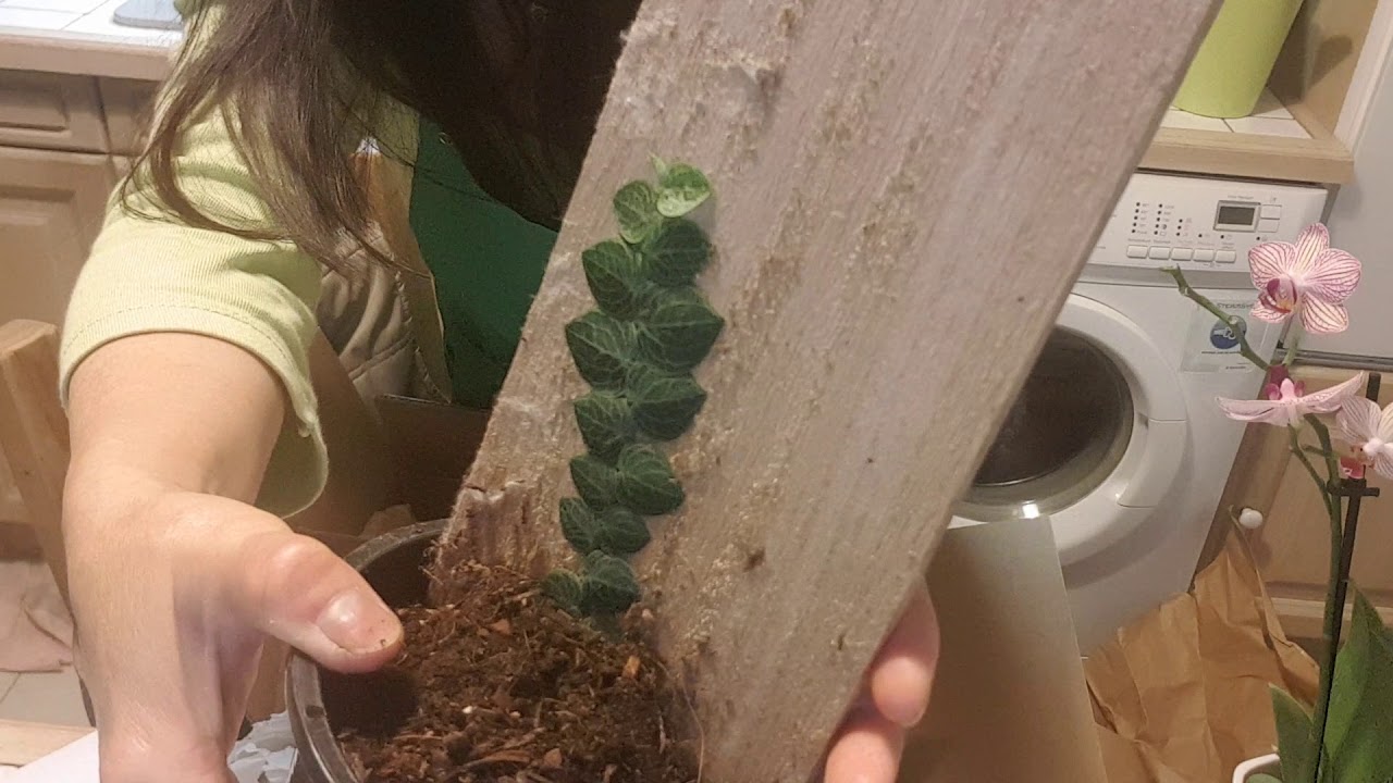 unboxing plants - YouTube