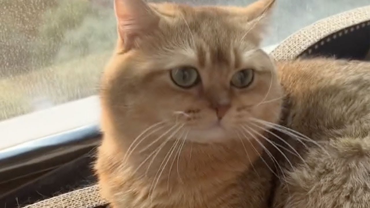 【PuPu噗噗】有一只小猫咪要失恋了 - YouTube