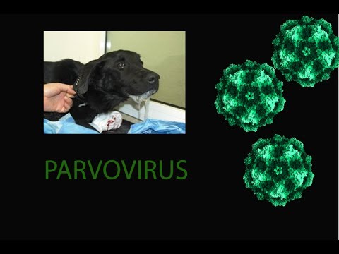 Parvovirus. Información simple para los dueños de los perros - YouTube