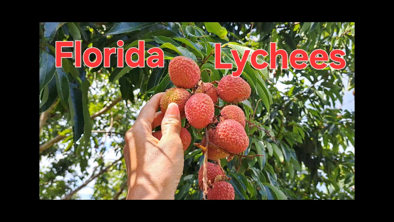 "Discover Florida’s Hidden Gem: Lychees Growing Locally!" #lychee # ...