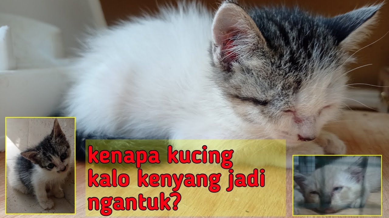 ANAK KUCING KENYANG JADI NGANTUK - YouTube